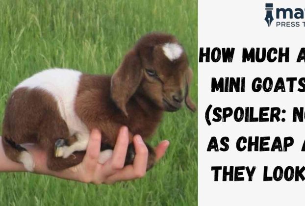 How to Mating Press?: Techniques, Benefits, and Tips for Intimacy